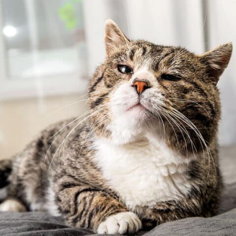 Hyperthyroidism In Cats » Epsom Avenue Veterinary Clinic